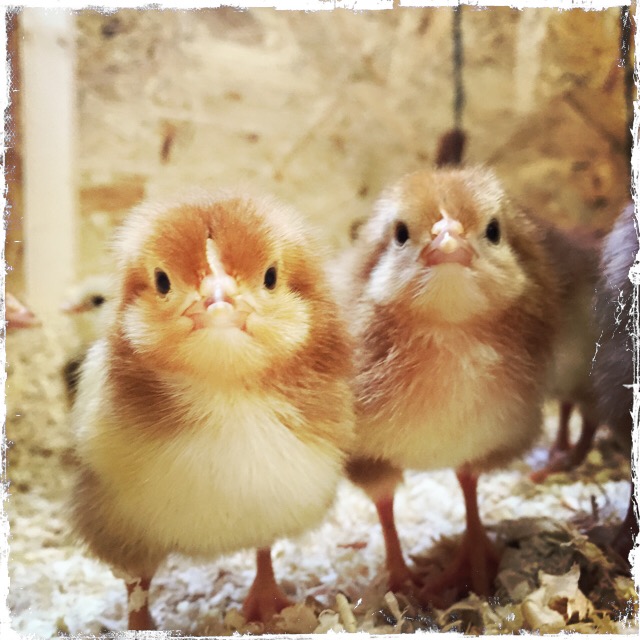 A Guide to Getting New Chicks - Backyard Poultry